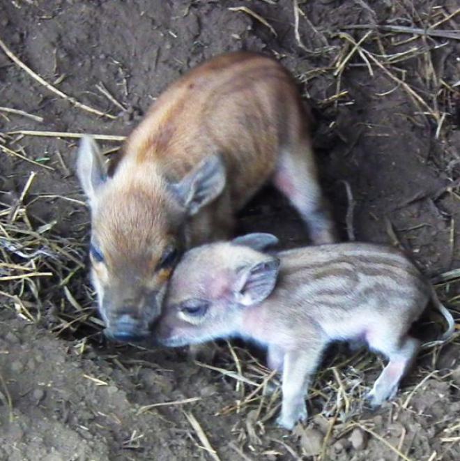 Náučné okienko: Durok a Mangalica:) = DURMANGICA / FarmaTrnava / SAShE.sk
