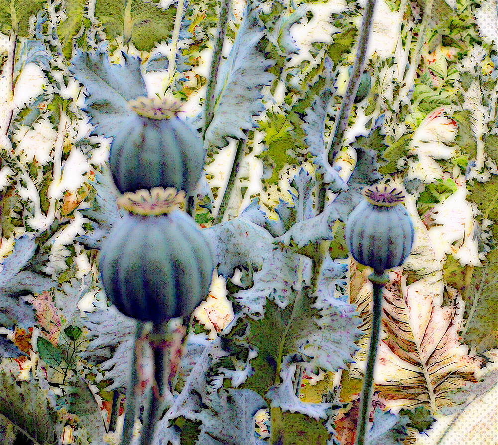 Makovice / dudasi - SAShE.sk