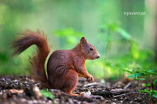 ...veverička... / vyvarose - SAShE.sk