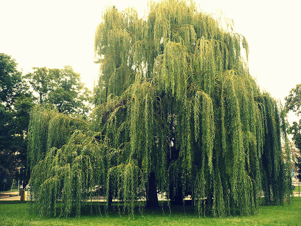 Veselá vŕba / dudasi - SAShE.sk