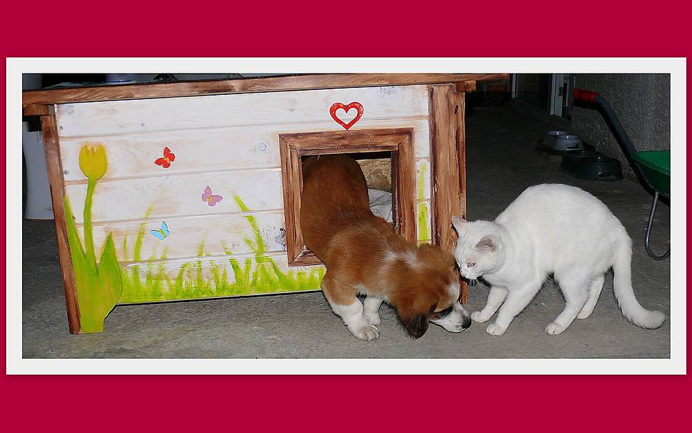 Zateplená búdka pre psa-ihned k odberu :) / ritatony - SAShE.sk