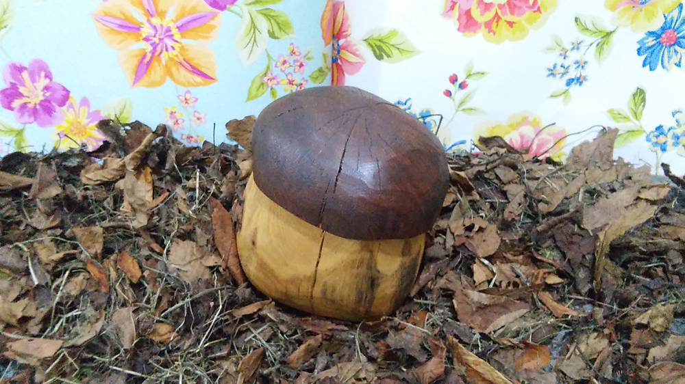 Hrib kozak / EVANEVANS - SAShE.sk