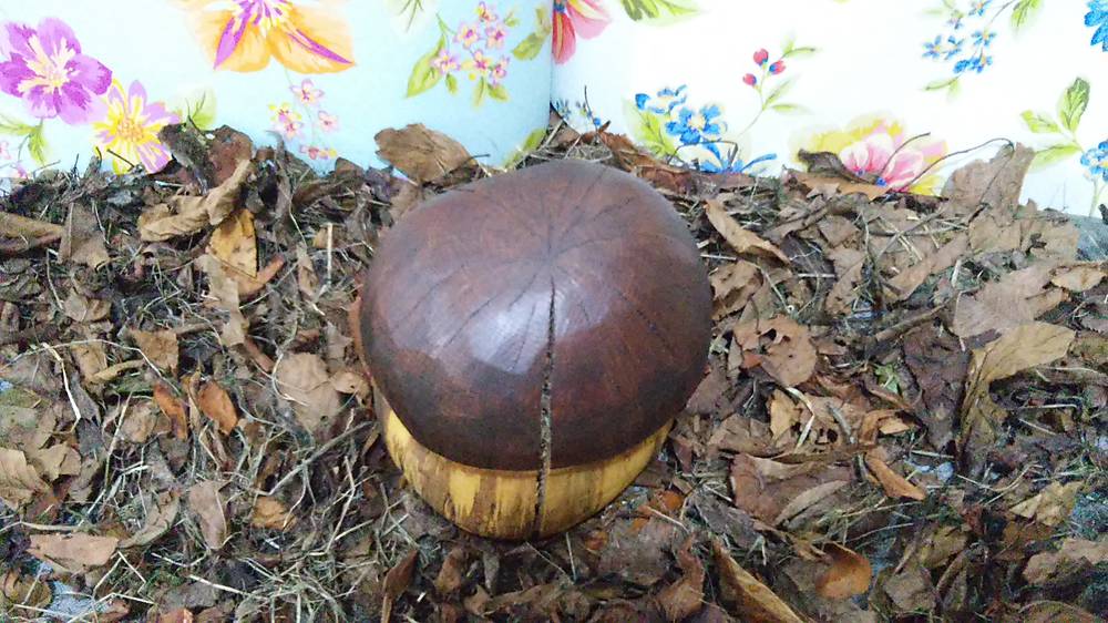 Hrib kozak / EVANEVANS - SAShE.sk