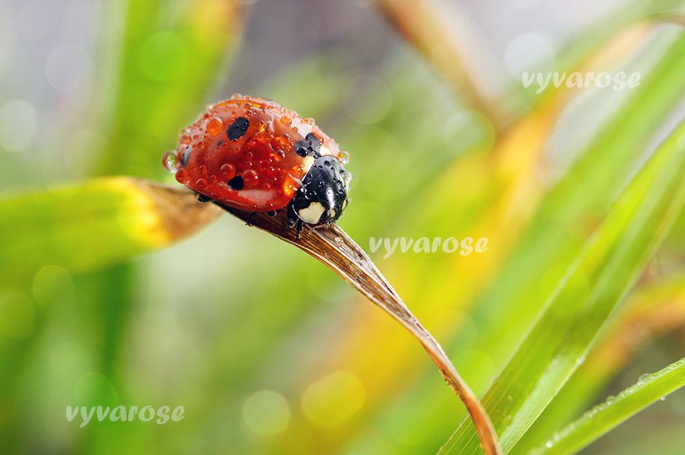 Lienka... / vyvarose - SAShE.sk