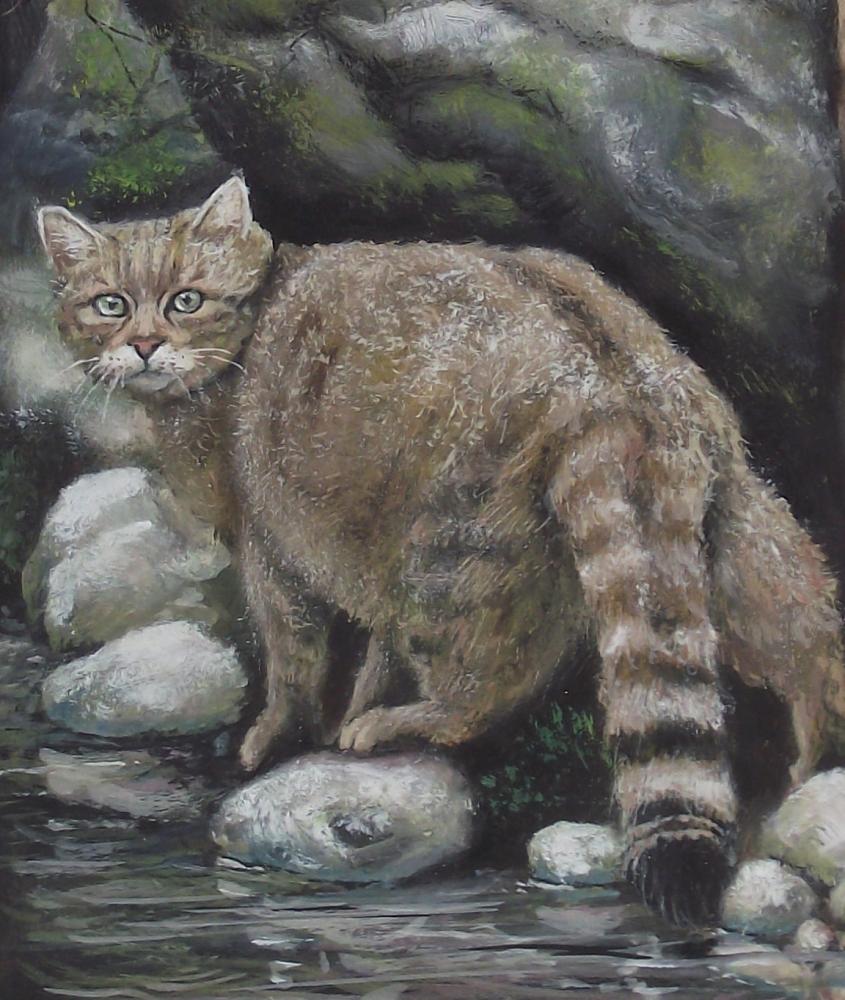 Mačka divá / RomanTuhy - SAShE.sk