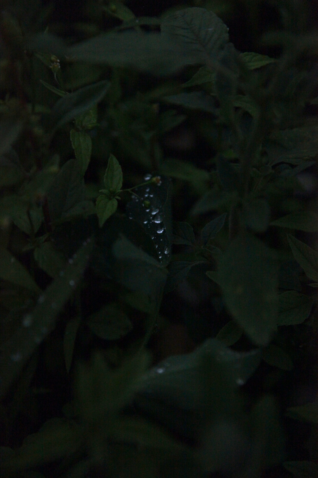 - ArthemisFaeArt / SAShE.sk